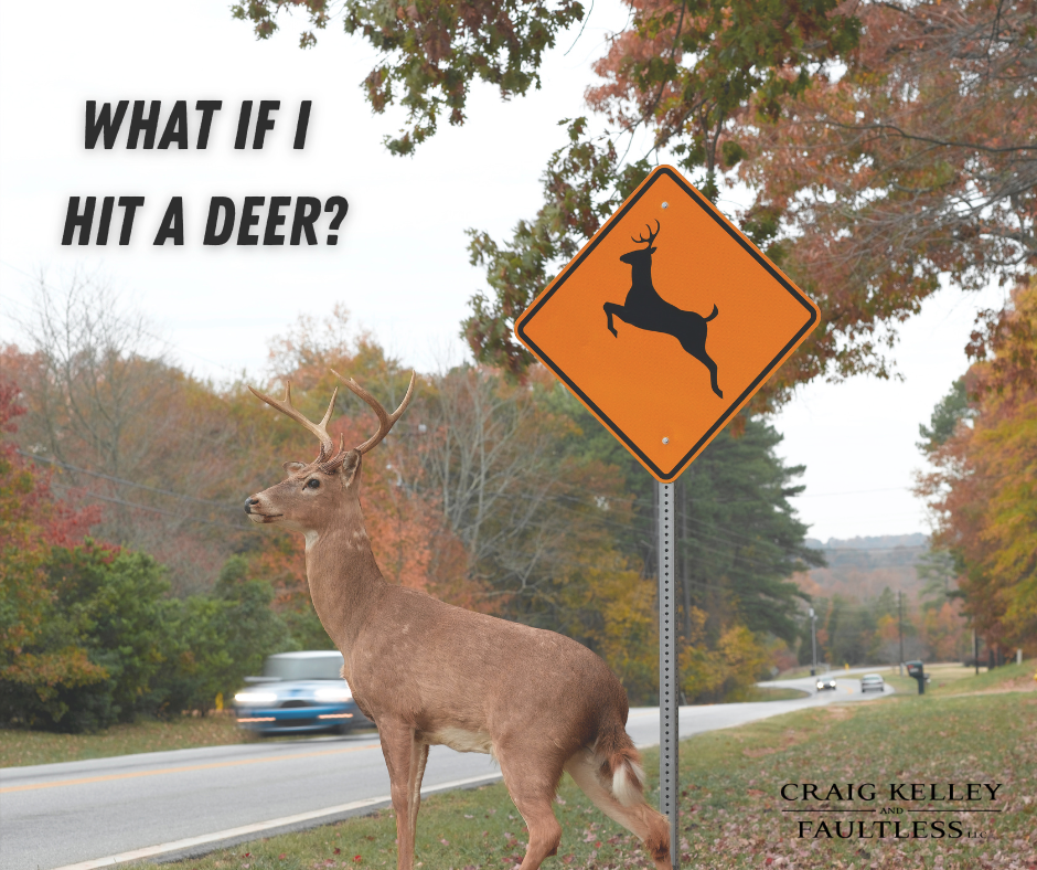 Steps to Take After Hitting a Deer
